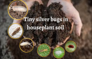 Tiny silver bugs in houseplant soil: Detect by image+ Get rid of them ...