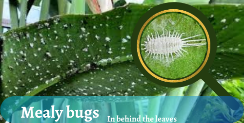 Tiny silver bugs in houseplant soil: Detect by image+ Get rid of them ...