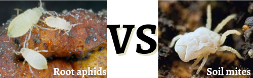 Where Do Root Aphids Come From in Houseplants + Get Rid of Them ...