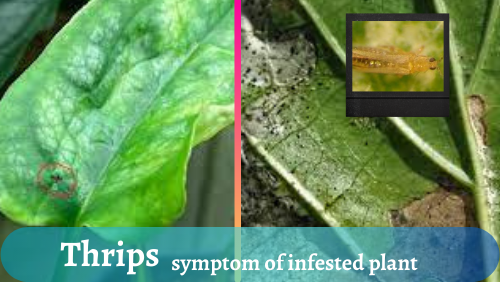 Tiny silver bugs in houseplant soil: Detect by image+ Get rid of them ...