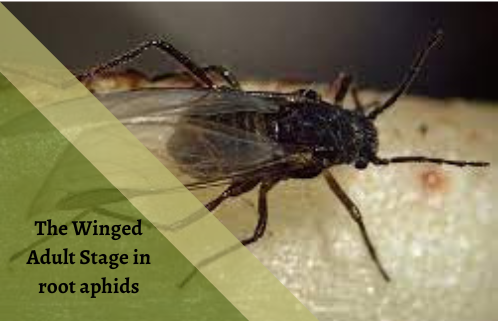 Where Do Root Aphids Come From in Houseplants + Get Rid of Them ...