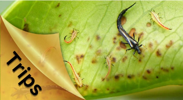 The 9 Tiny Bugs in Houseplants: Detect them Easily. - InHousePlant ...