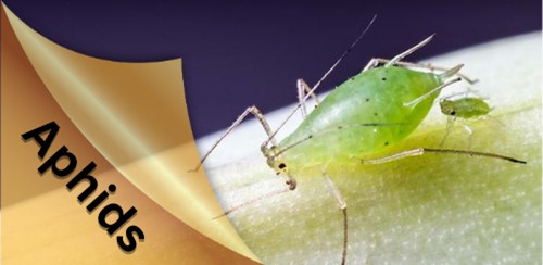 The 9 Tiny Bugs in Houseplants: Detect them Easily. - InHousePlant ...