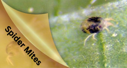 The 9 Tiny Bugs in Houseplants: Detect them Easily. - InHousePlant ...