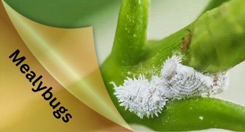 The 9 Tiny Bugs in Houseplants: Detect them Easily. - InHousePlant ...