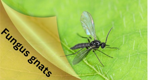 The 9 Tiny Bugs in Houseplants: Detect them Easily. - InHousePlant ...