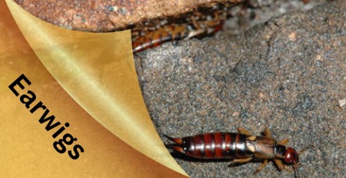 The 9 Tiny Bugs in Houseplants: Detect them Easily. - InHousePlant ...