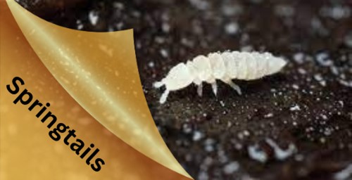 The 9 Tiny Bugs in Houseplants: Detect them Easily. - InHousePlant ...