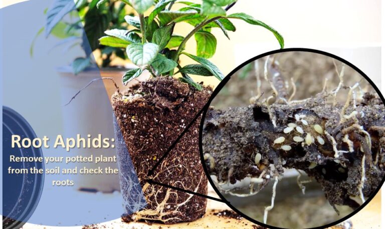 Tiny White Bugs in Houseplant Soil + Detect Them by Their Images ...