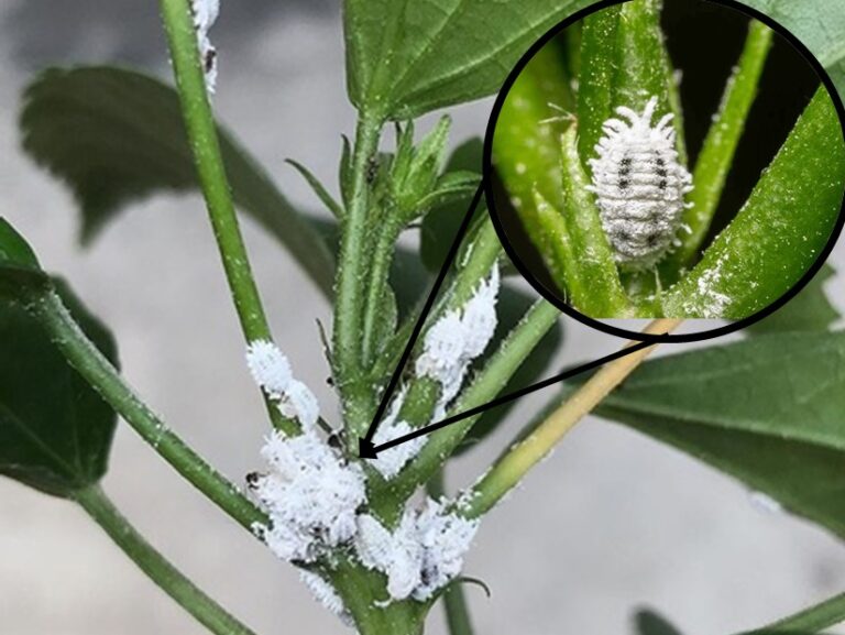 Mealybugs on Houseplants + Get rid of them - InHousePlant - Your ...