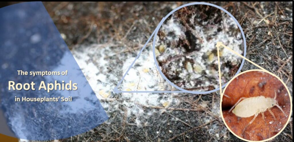 Tiny White Bugs in Houseplant Soil + Detect Them by Their Images ...