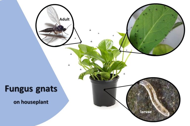 Tiny White Bugs in Houseplant Soil + Detect Them by Their Images ...