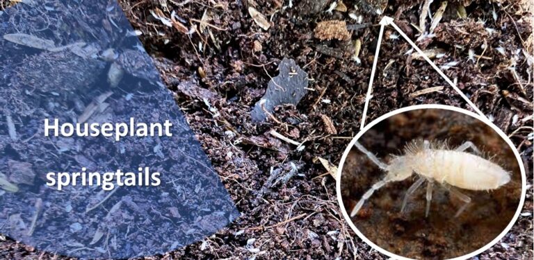 Tiny White Bugs in Houseplant Soil + Detect Them by Their Images ...
