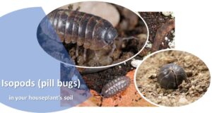 Tiny White Bugs in Houseplant Soil + Detect Them by Their Images ...