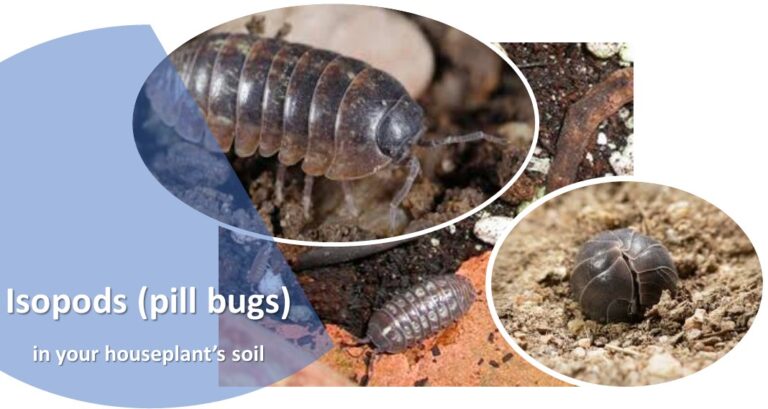 Tiny White Bugs in Houseplant Soil + Detect Them by Their Images ...