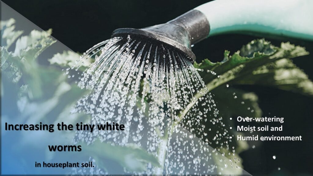 Tiny White Worms in Houseplant Soil: Detect and Control by Tested Ways ...