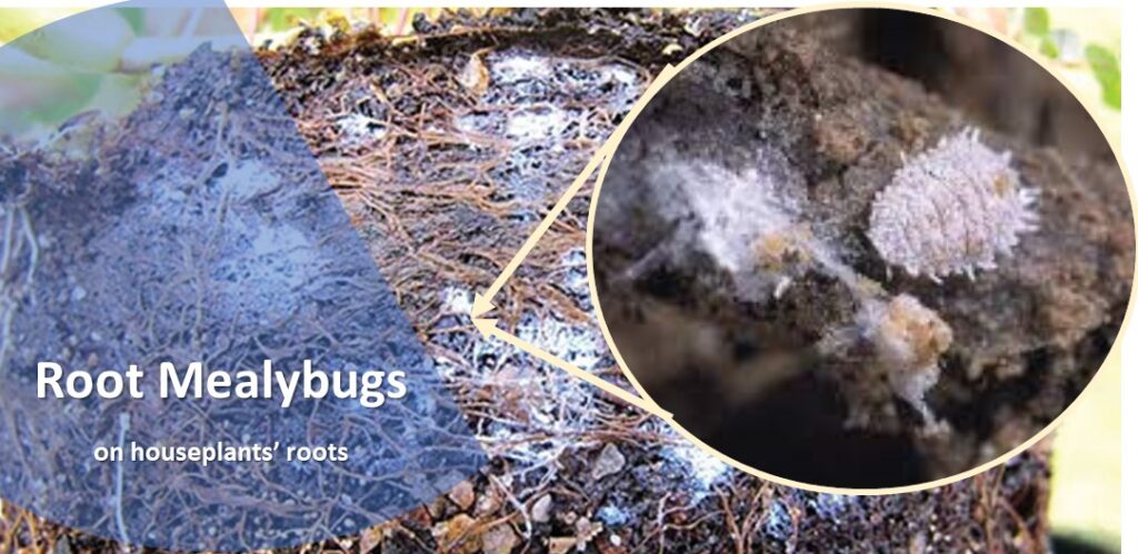 Tiny White Bugs in Houseplant Soil + Detect Them by Their Images ...