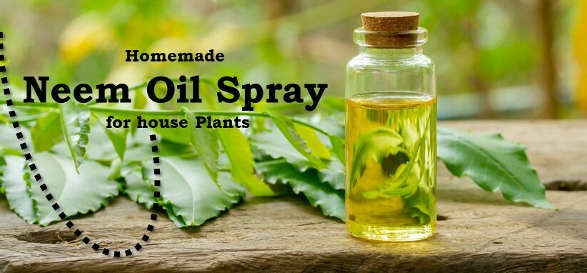 How Often to Use Neem Oil for Plants: Make and use - InHousePlant ...