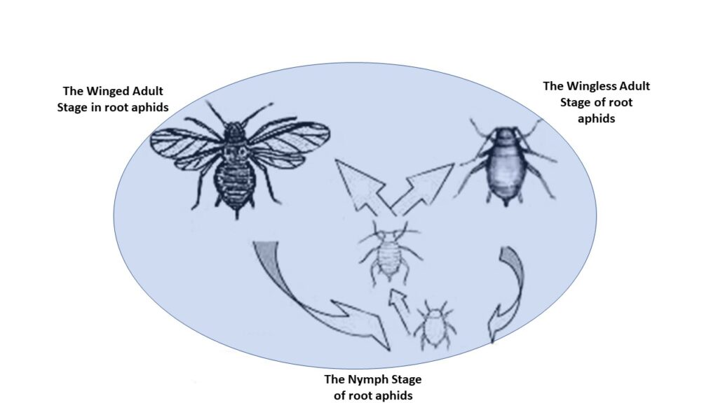 Where Do Root Aphids Come From in Houseplants + Get Rid of Them ...