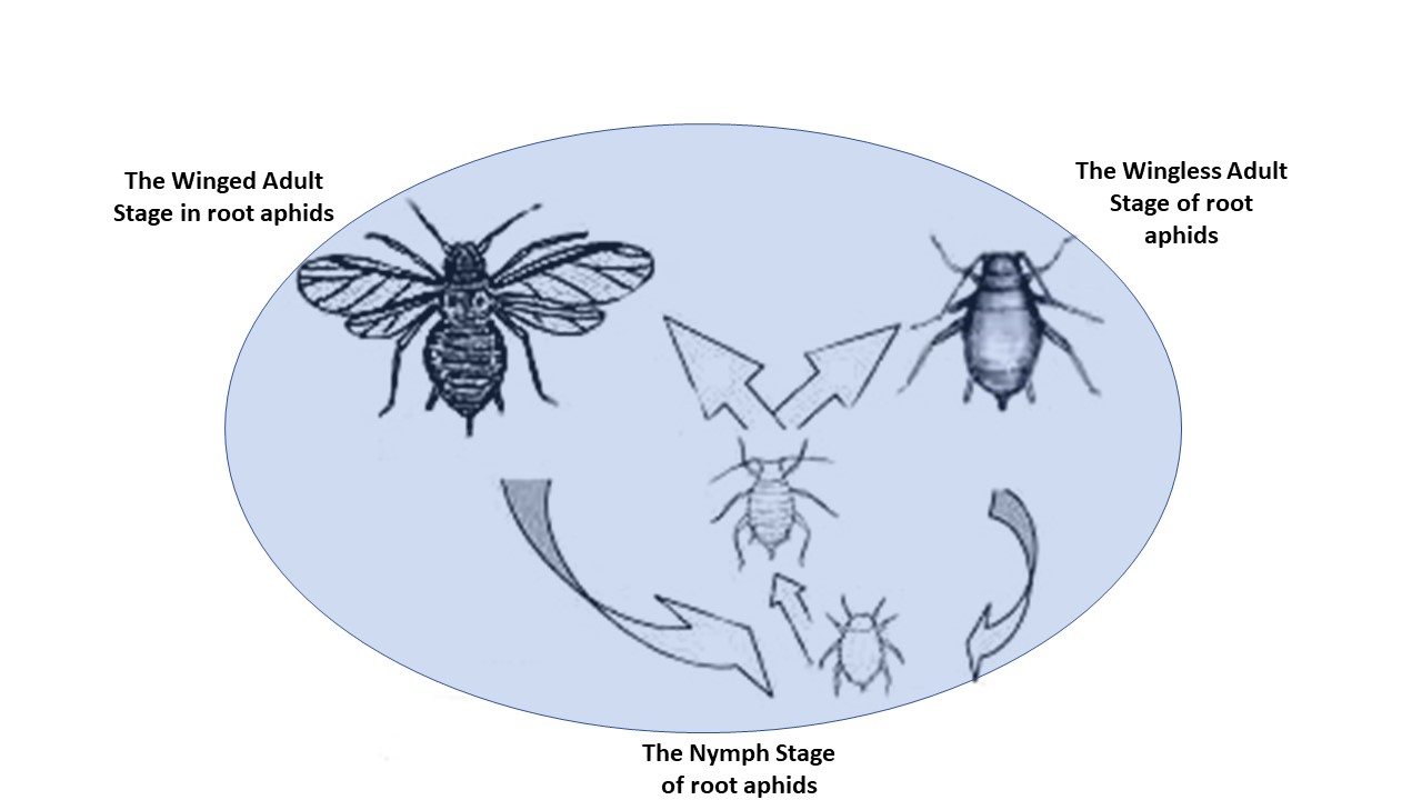 Where Do Root Aphids Come From in Houseplants + Get Rid of Them ...