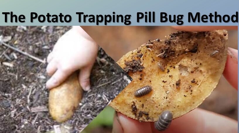 Get Rid of Tiny Grey bugs in houseplant soil: Isopods (pill bugs ...