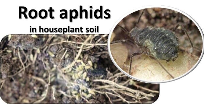 Where Do Root Aphids Come From in Houseplants + Get Rid of Them ...