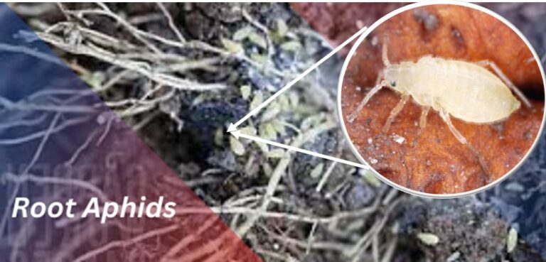 The 6 Common Tiny Bugs in Houseplant Soil: Identify by Images and ...