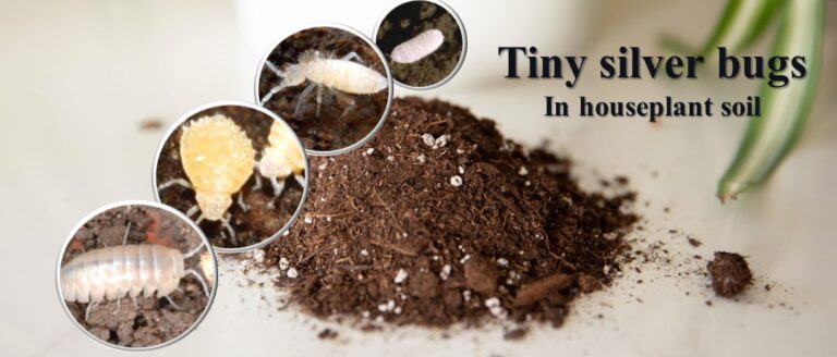 Tiny silver bugs in houseplant soil: Detect by image+ Get rid of them ...