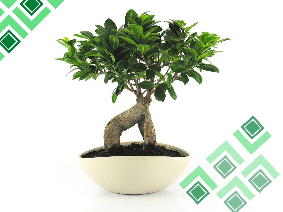 Ficus Identification By Leaf: A True Gallery of 18 Most Popular Ficus ...