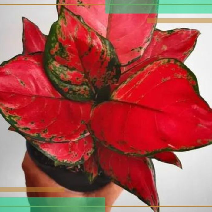 18 Plants with Green Leaves on Top and Red/Purple Underneath: The Best ...