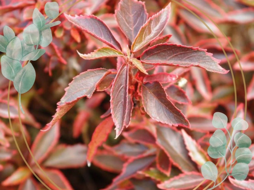 30 Maroon Leaves Plant Indoor And Outdoor: Best Gallery to Chose Best ...