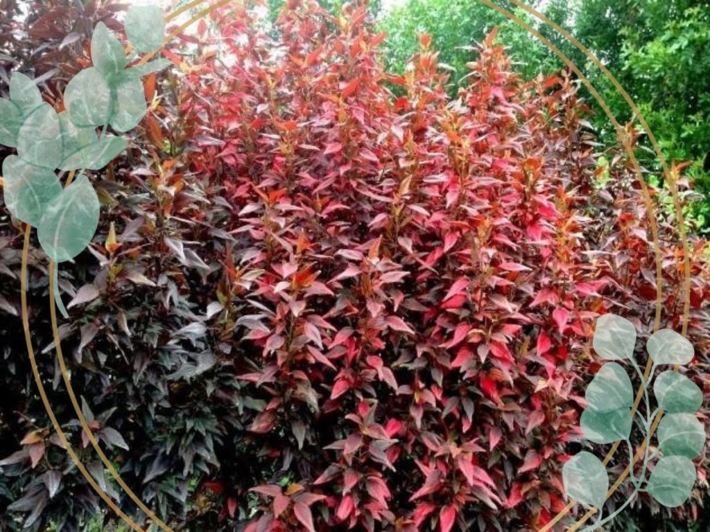 30 Maroon Leaves Plant Indoor And Outdoor: Best Gallery to Chose Best ...