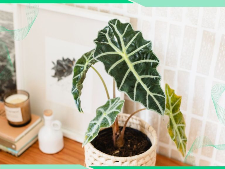 Identify House Plants By Leaf: Easy and True - InHousePlant - Your ...