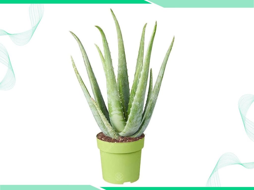 Identify House Plants By Leaf: Easy and True - InHousePlant - Your ...