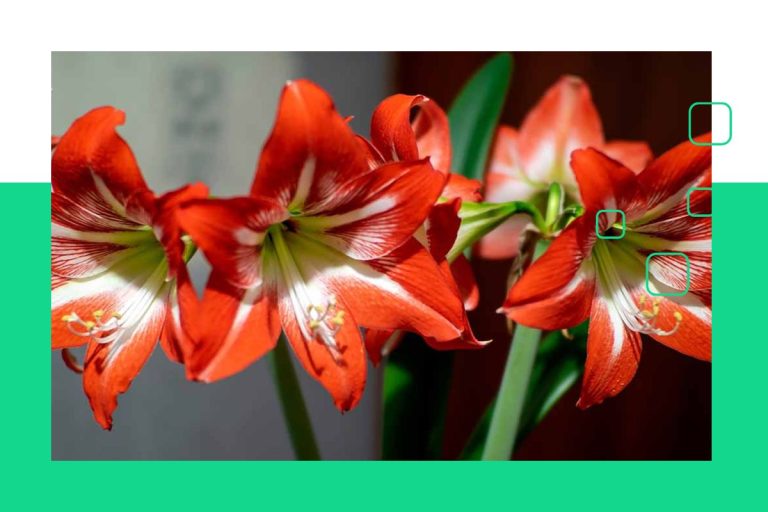 18 Red Flowering House Plants to Enhance your Indoor Décor ...