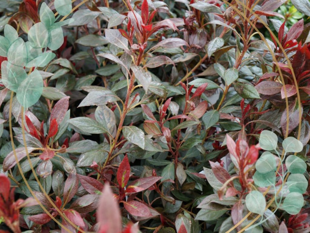 30 Maroon Leaves Plant Indoor And Outdoor: Best Gallery to Chose Best ...