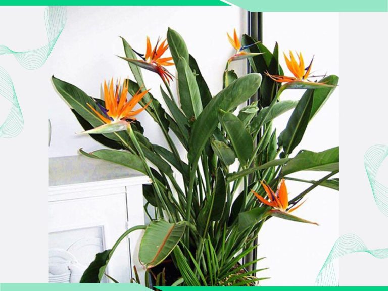 Identify House Plants By Leaf: Easy and True - InHousePlant - Your ...