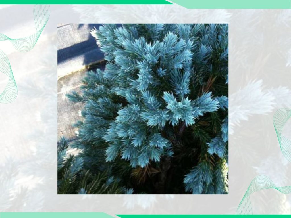 Identify House Plants By Leaf: Easy and True - InHousePlant - Your ...