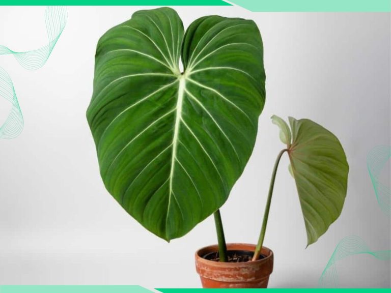Identify House Plants By Leaf: Easy and True - InHousePlant - Your ...