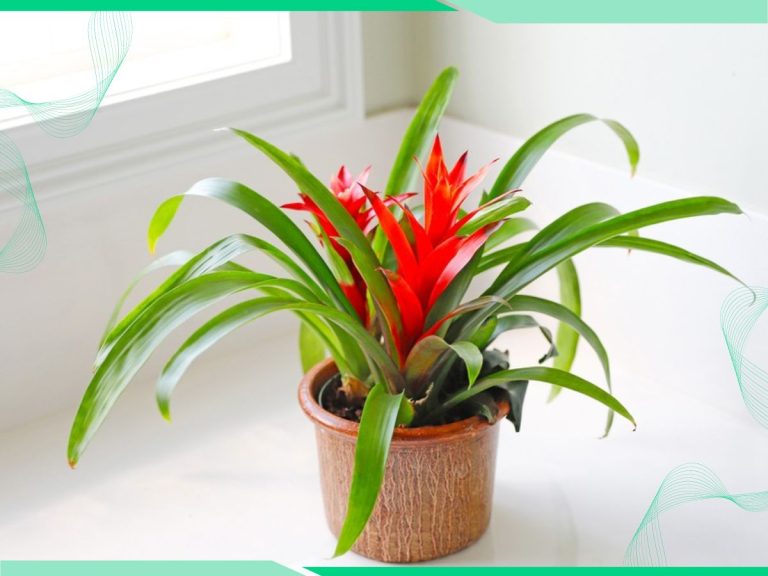 Identify House Plants By Leaf: Easy and True - InHousePlant - Your ...