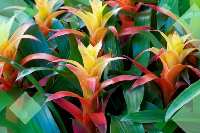 17 Stunning Red Yellow Green Leaves House Plants for 2025 ...