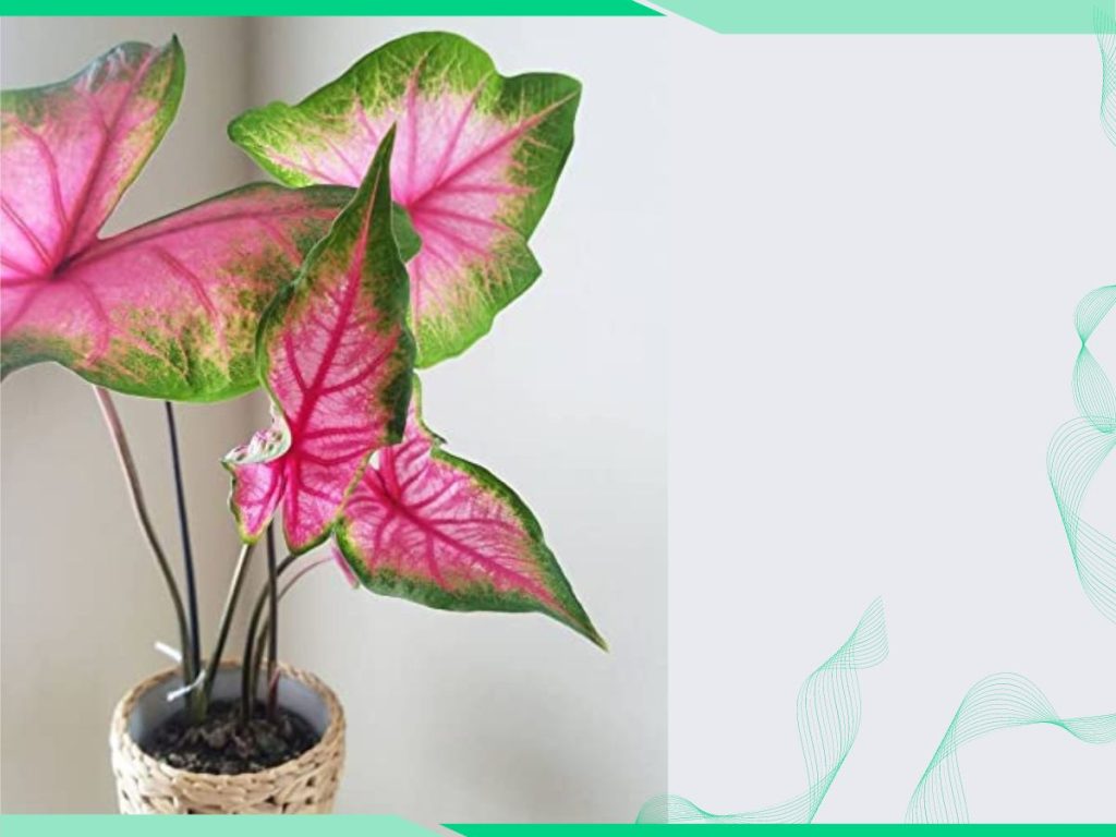 Identify House Plants By Leaf: Easy and True - InHousePlant - Your ...
