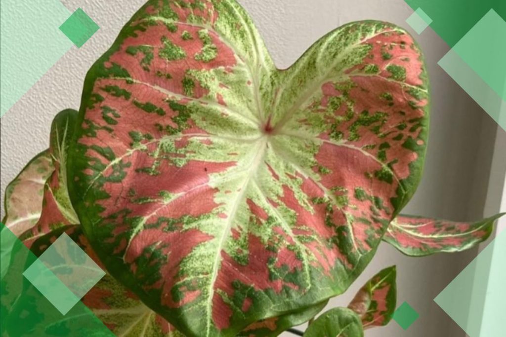 17 Stunning Red Yellow Green Leaves House Plants for 2025 ...