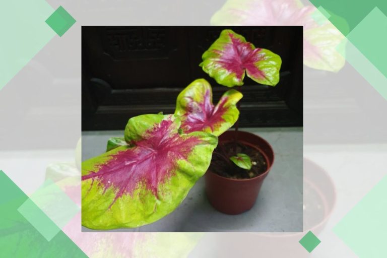 17 Stunning Red Yellow Green Leaves House Plants for 2025 ...