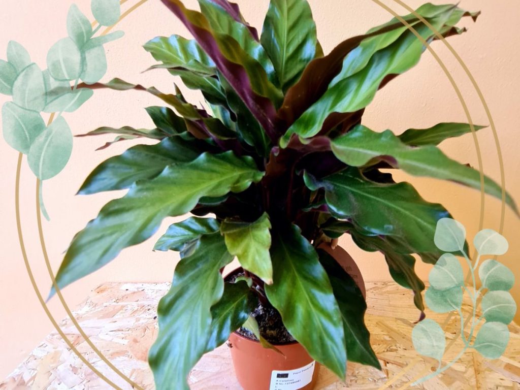 30 Maroon Leaves Plant Indoor And Outdoor: Best Gallery to Chose Best ...