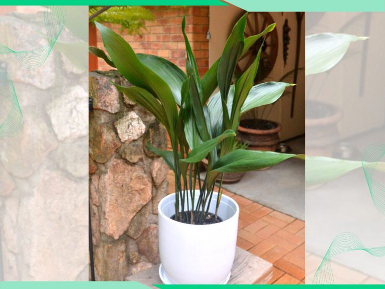 Identify House Plants By Leaf: Easy and True - InHousePlant - Your ...