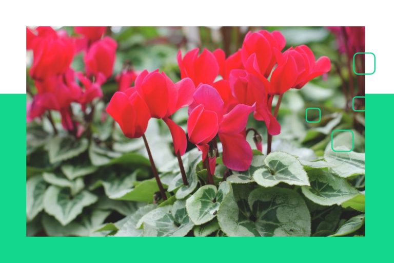 18 Red Flowering House Plants to Enhance your Indoor Décor ...