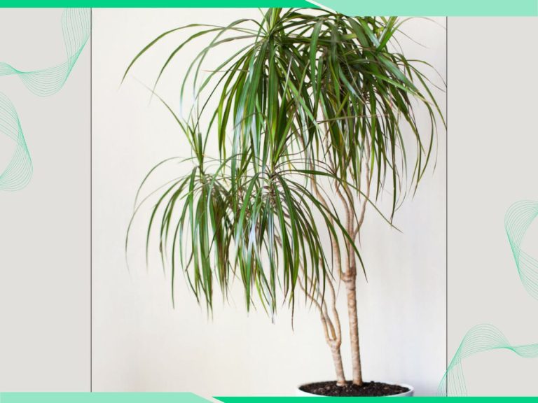 Identify House Plants By Leaf: Easy and True - InHousePlant - Your ...