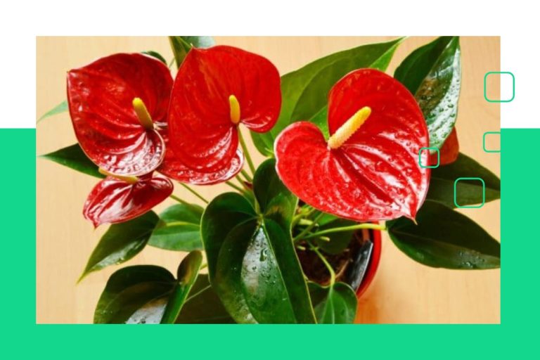 18 Red Flowering House Plants to Enhance your Indoor Décor ...