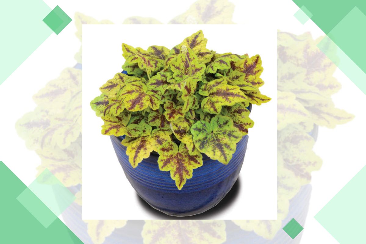 17 Stunning Red Yellow Green Leaves House Plants for 2025 ...